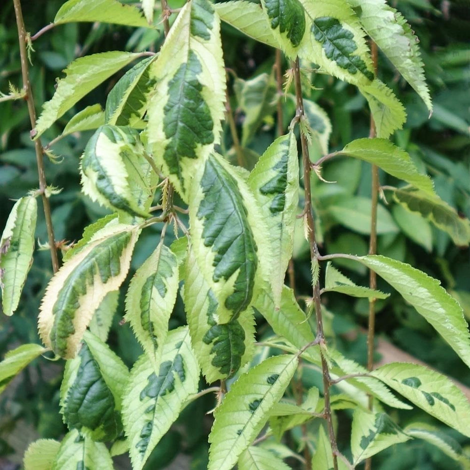 Prunus incisa Kojo-no-mai | Small Fuji Cherry Tree | Ornamental Trees