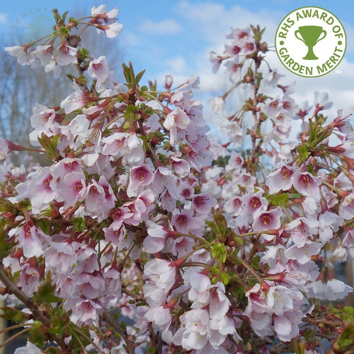 Small & Dwarf Flowering Cherry Blossom Trees | Ornamental Trees