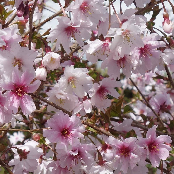 Flowering Cherry Blossom Trees for Pots & Planters | Ornamental Trees