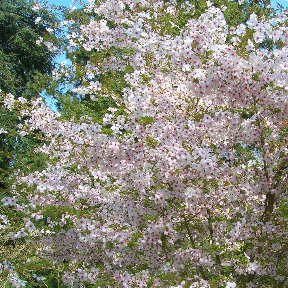 Prunus incisa The Bride Fuji Flowering Cherry Tree | Ornamental Trees