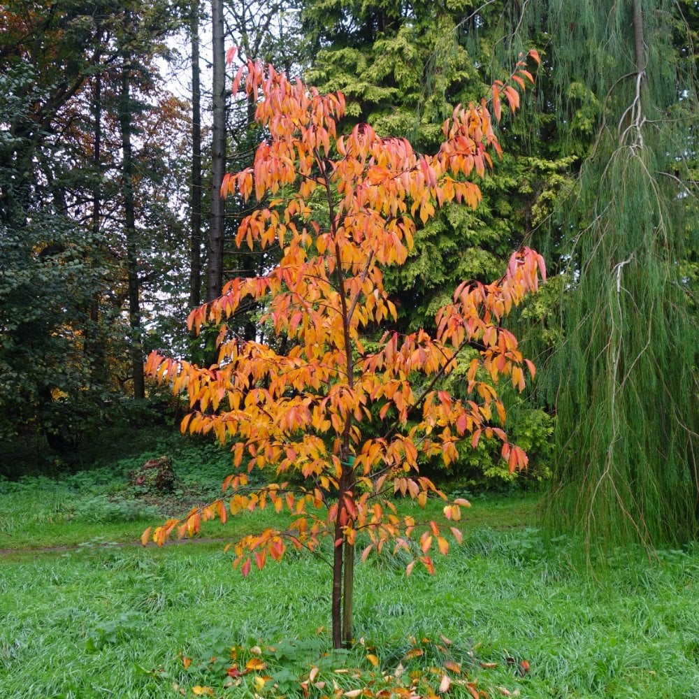 Prunus Jacqueline | Pink Cherry Blossom Trees | Ornamental Trees