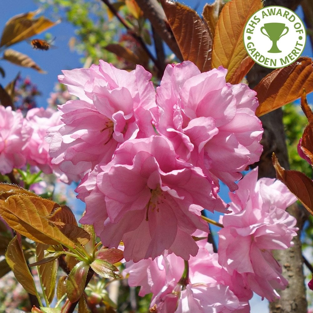 Prunus Candy Floss Beni-murasaki | Cherry Blossom | Ornamental Trees