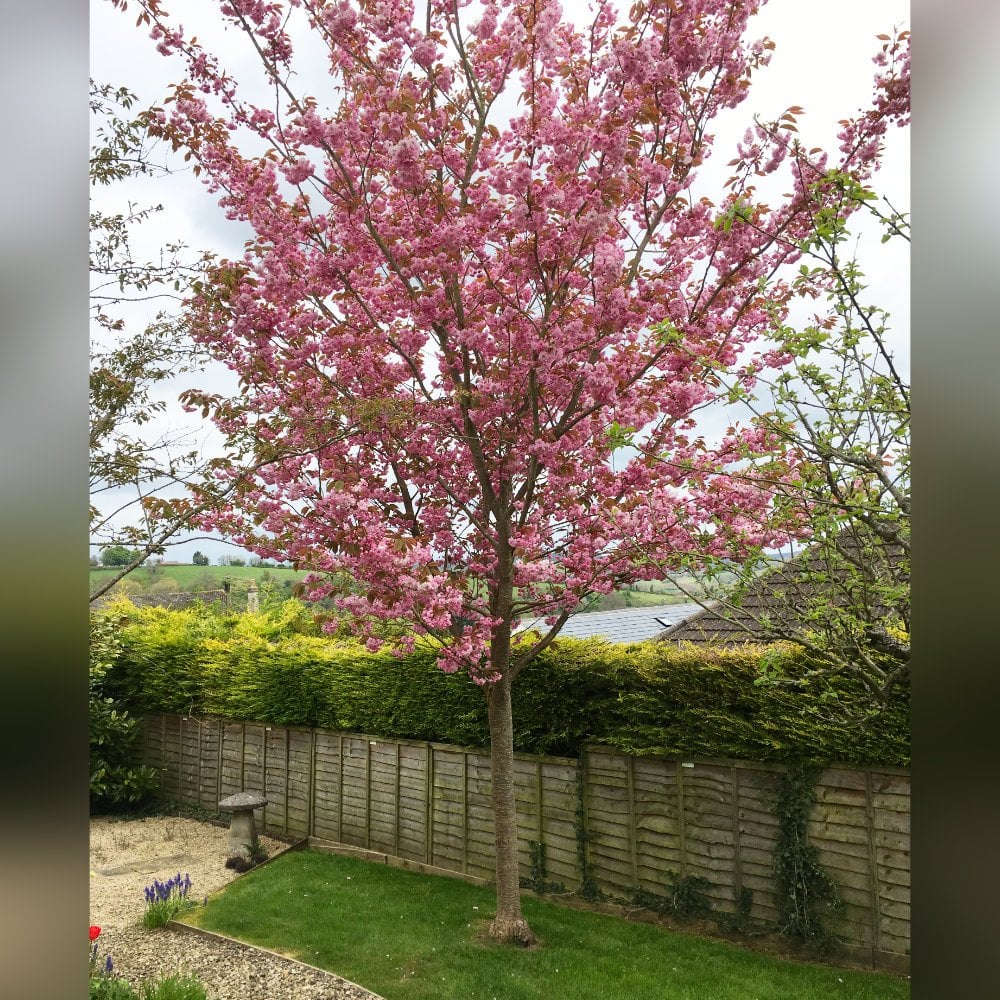 Prunus Kanzan | Buy Kanzan Japanese Cherry Blossom Trees – Ornamental Trees