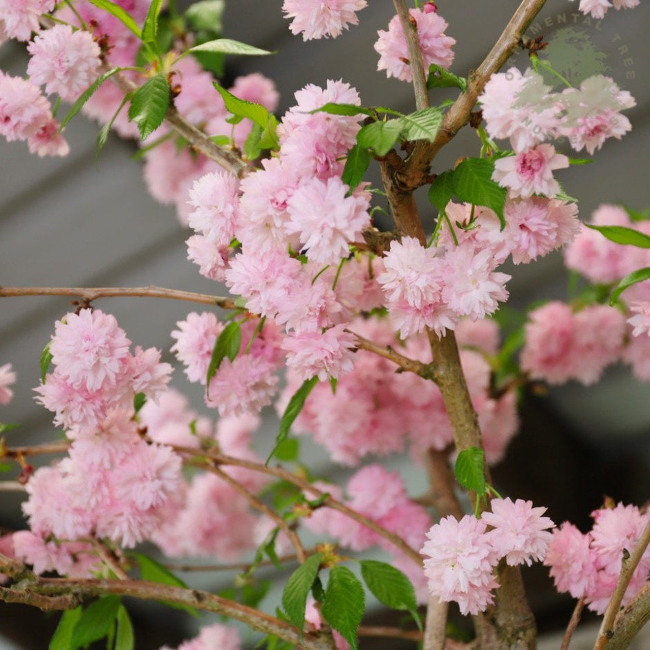 Small & Dwarf Flowering Cherry Blossom Trees | Ornamental Trees