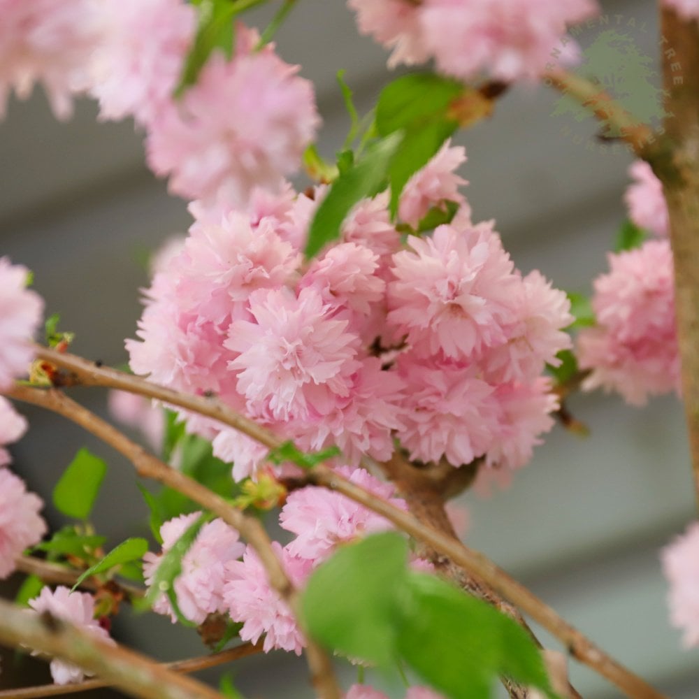 Prunus Kiku-shidare-zakura Cheals Weeping Cherry Tree | Ornamental Trees
