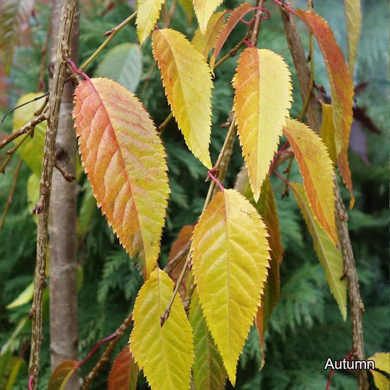 Prunus Kiku-shidare-zakura Cheals Weeping Cherry Tree | Ornamental Trees