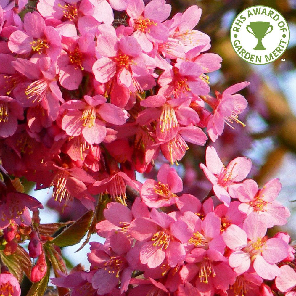 Prunus Kursar | Small Pink Flowering Cherry Tree | Ornamental Trees