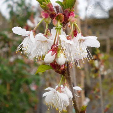 Prunus Spire | Buy Upright Flowering Cherry Blossom | Ornamental Trees