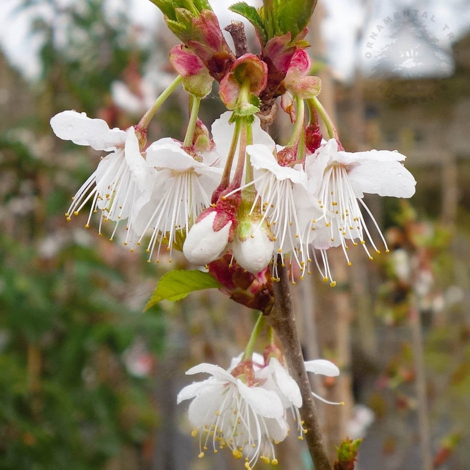 Prunus Crystal Falls | Weeping Winter Cherry Blossom | Ornamental Trees