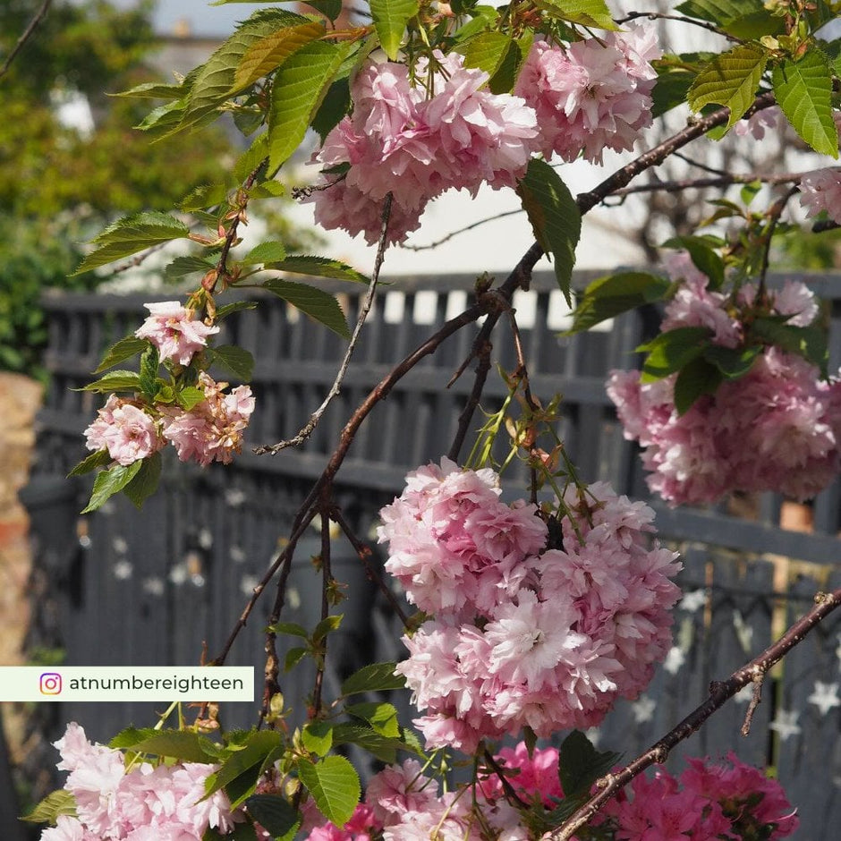 Prunus Pink Perfection | Double Flowering Cherry | Ornamental Trees