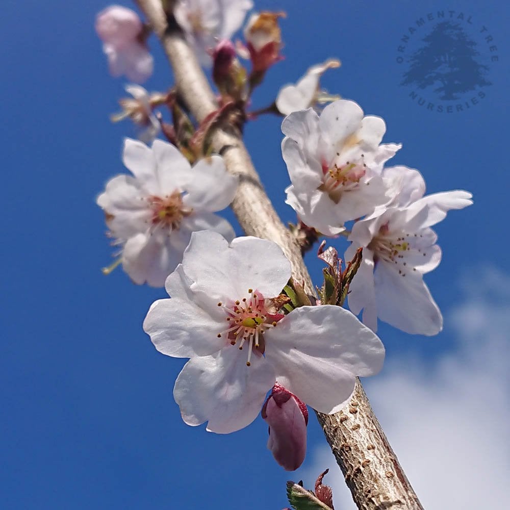 Prunus Marie Mallet | Early Weeping Cherry Blossom | Ornamental Trees