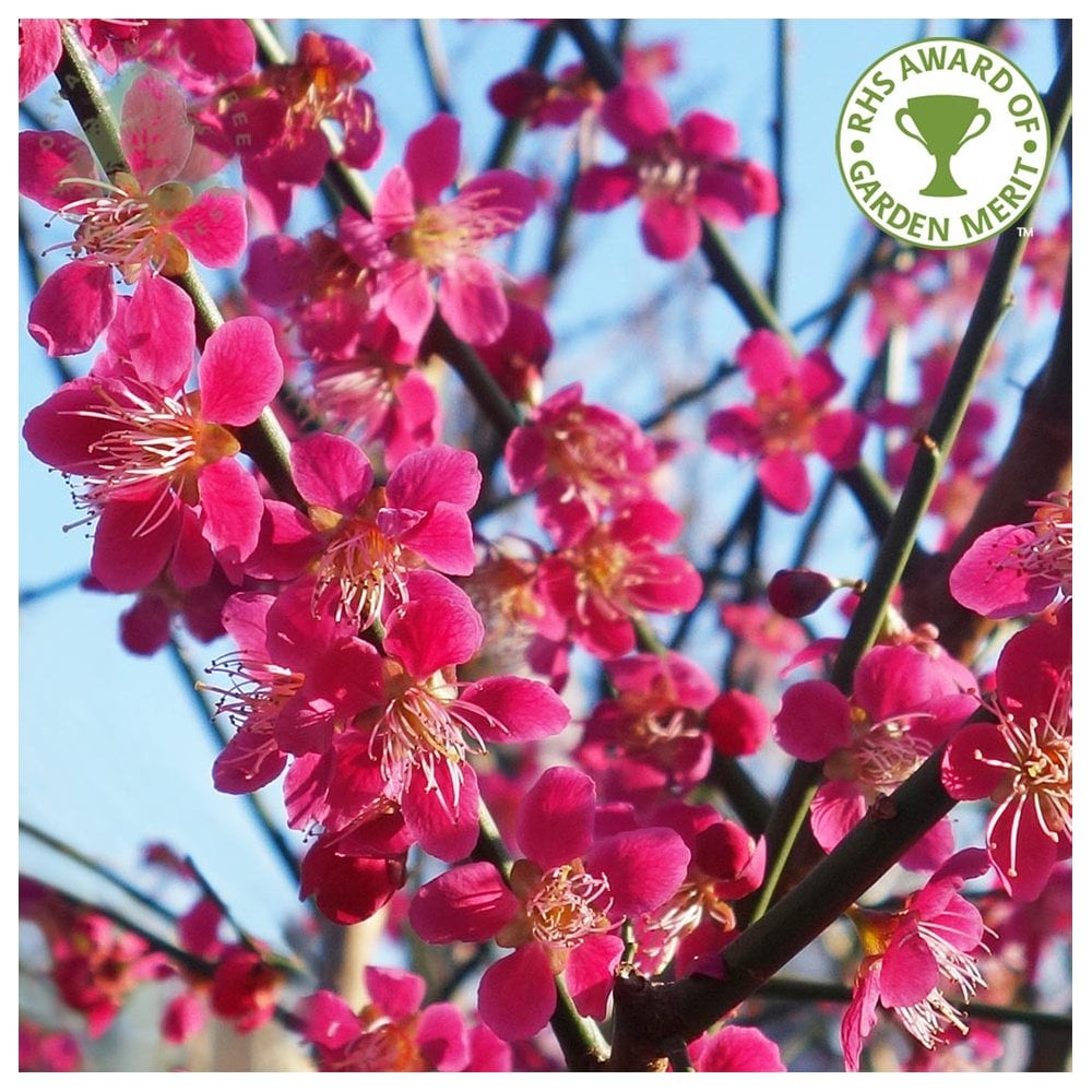 Prunus mume Beni-chidori | Buy Pink Flowering Apricot Trees ...