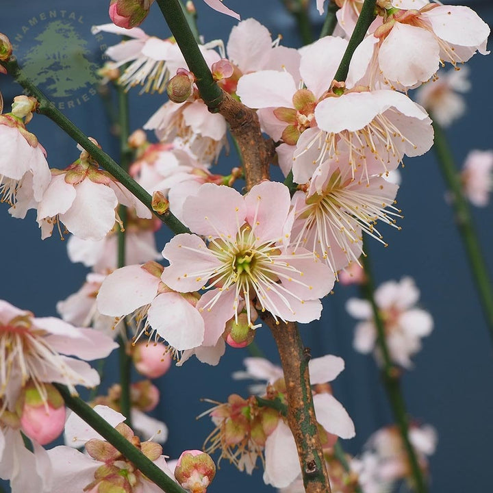 Ornamental Trees | Buy Quality Garden Trees Online
