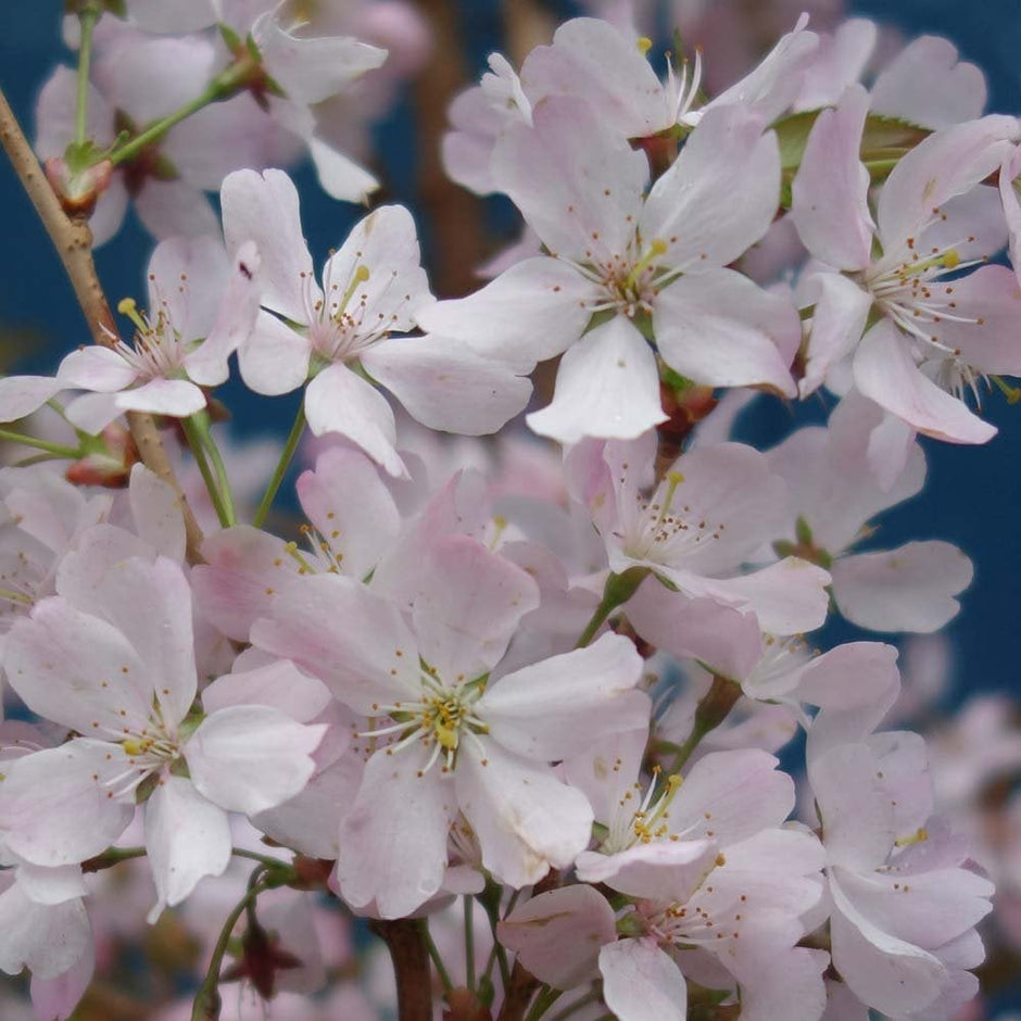 Prunus incisa Mikinori | Double Fuji Cherry Tree | Ornamental Trees