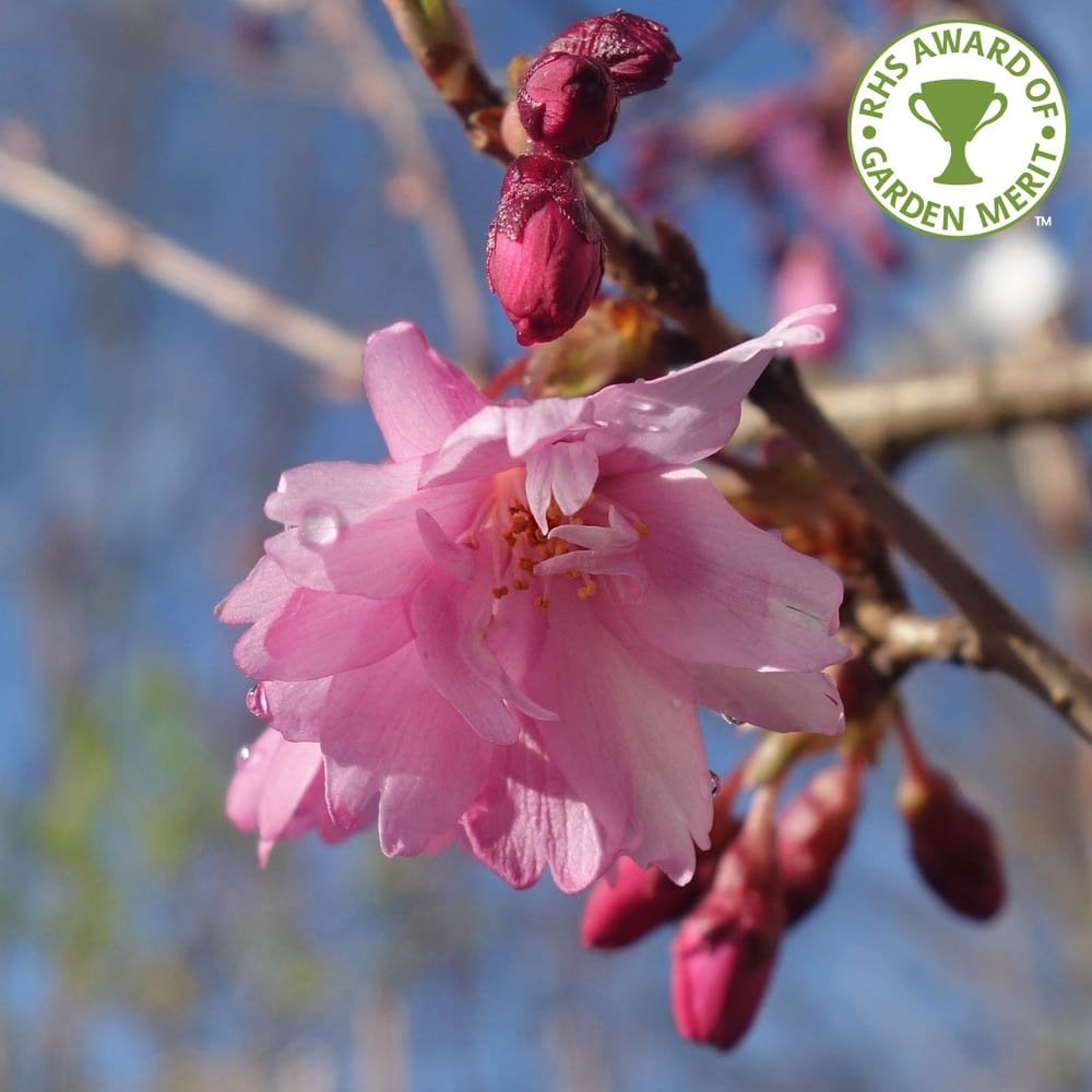 Prunus pendula Stellata | Pink Weeping Cherry Tree | Ornamental Trees