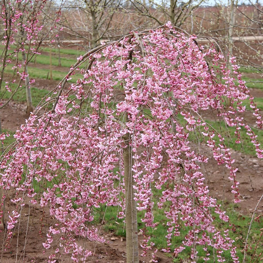 Prunus Pink Cascade | Pink Flowering Weeping Cherry | Ornamental Trees