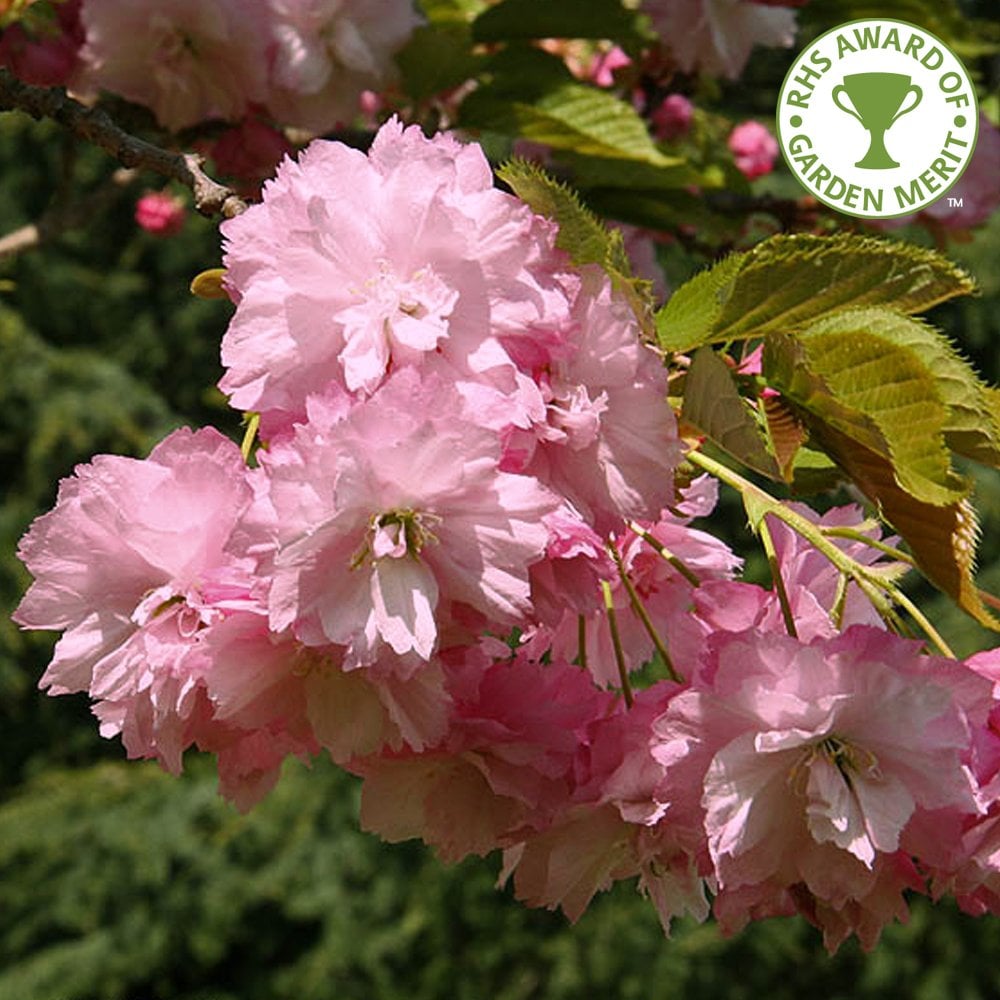 Prunus Pink Perfection | Double Flowering Cherry | Ornamental Trees