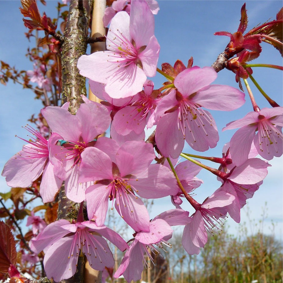 Prunus Snow Goose Upright Flowering Cherry Blossom | Ornamental Trees