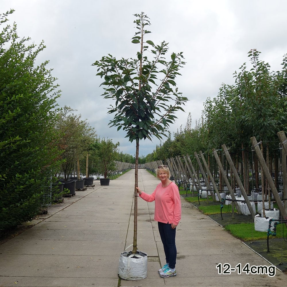 Prunus sargentii Rancho | Upright Sargents Cherry | Ornamental Trees