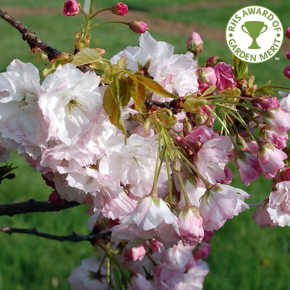 Prunus Shogetsu | Shimidsu Blushing Bride Cherry Blossom | Ornamental Trees