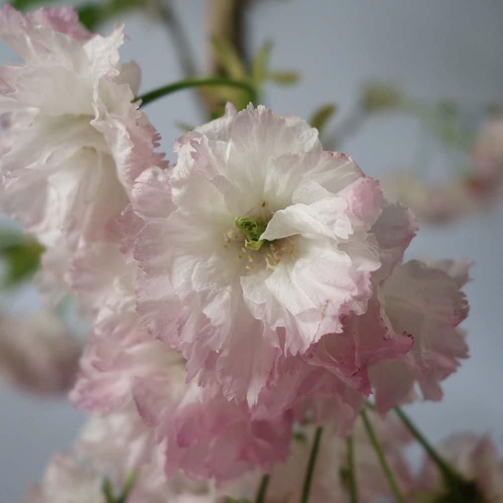 Prunus Shogetsu | Shimidsu Blushing Bride Cherry Blossom | Ornamental Trees