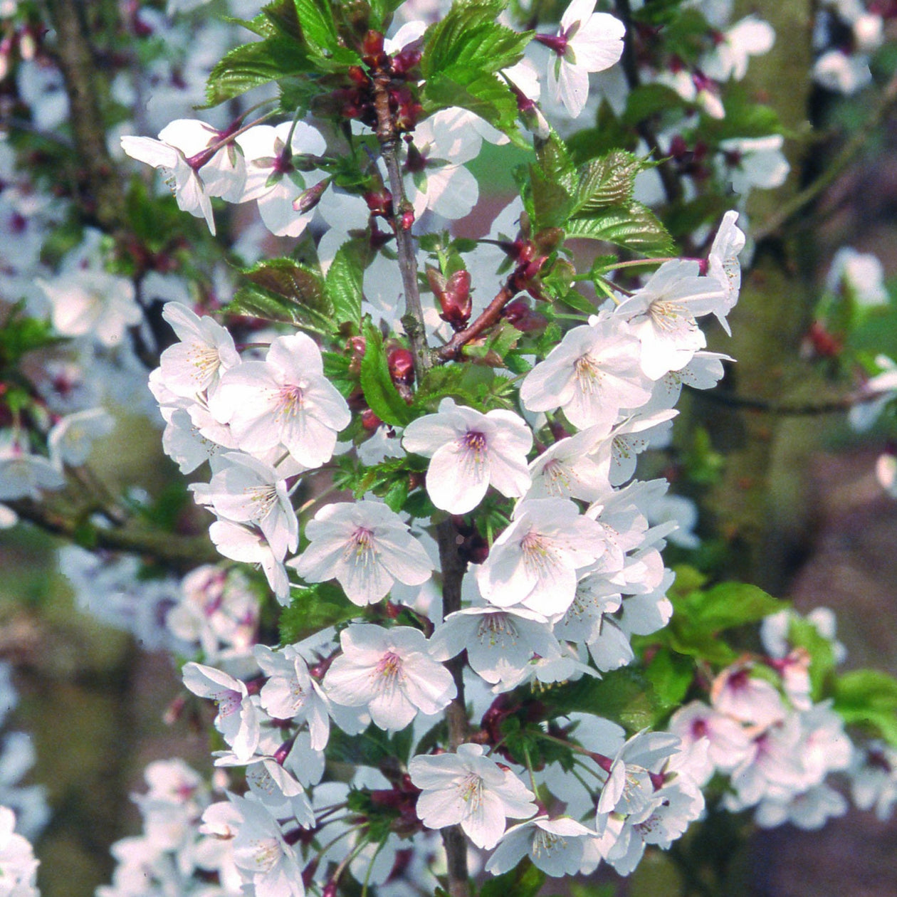 Prunus Snow Goose Upright Flowering Cherry Blossom | Ornamental Trees