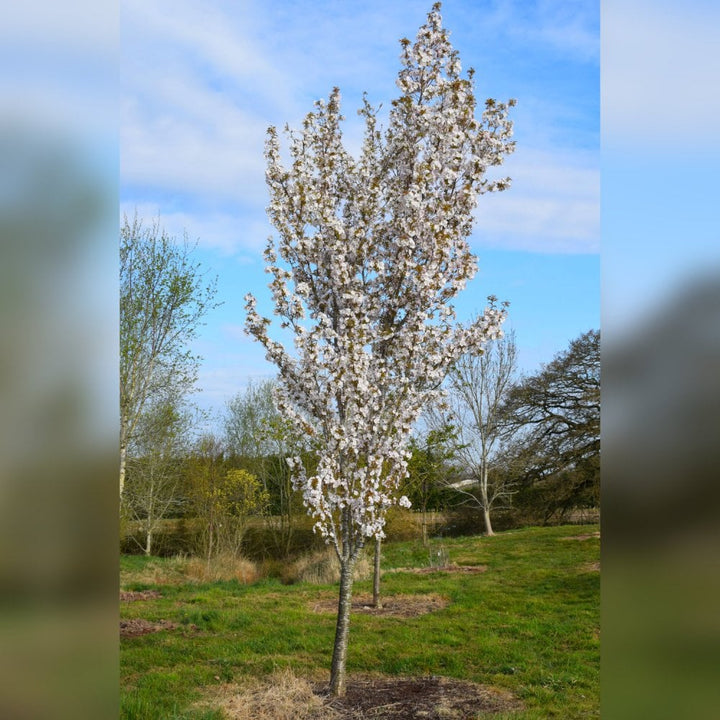 Flowering Cherry Blossom Trees | Prunus | Ornamental Trees