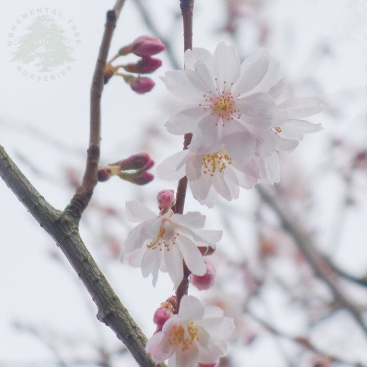 Small & Dwarf Flowering Cherry Blossom Trees | Ornamental Trees