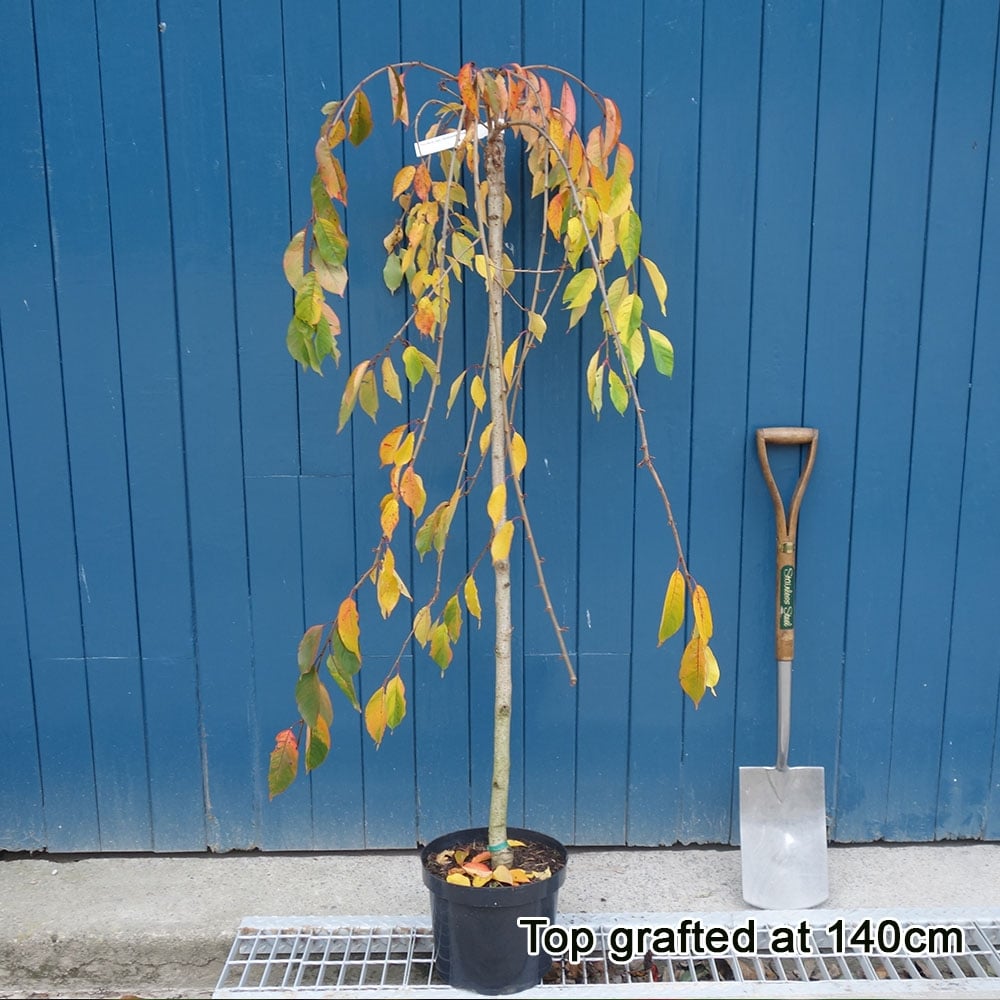Prunus x yedoensis Shidare Yoshino Weeping Cherry | Ornamental Trees