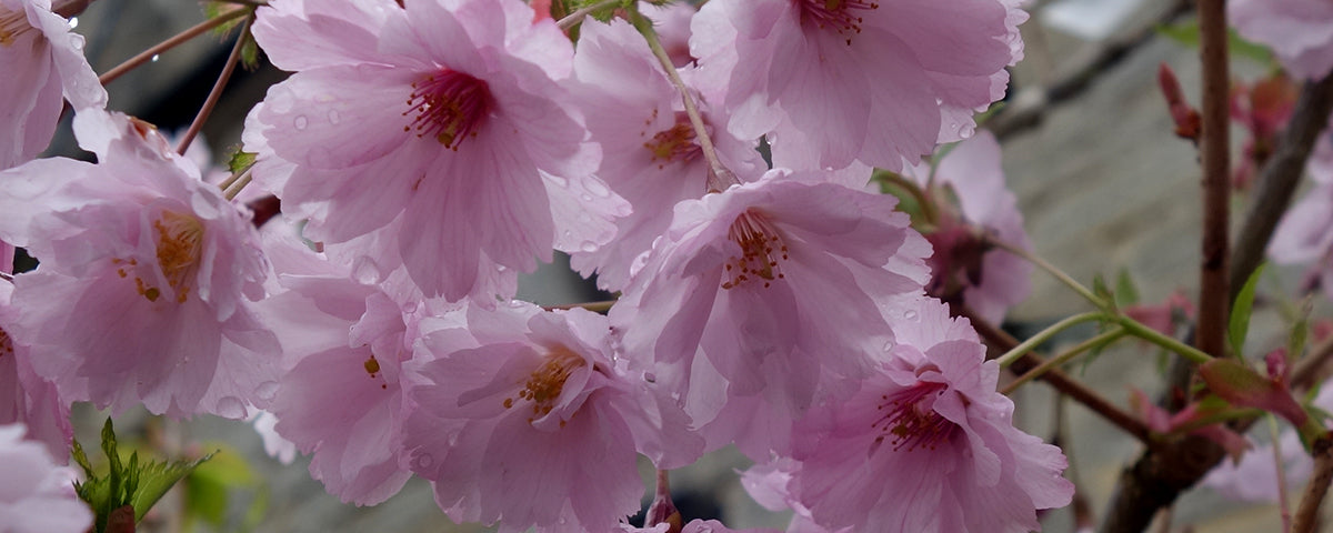 Flowering Cherry Blossom Trees for Pots & Planters | Ornamental Trees