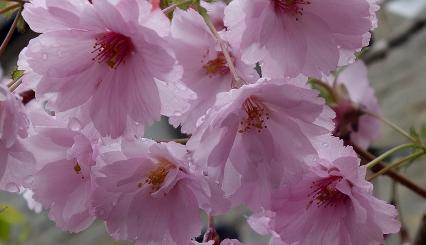 Flowering Cherry Blossom Trees for Pots & Planters | Ornamental Trees