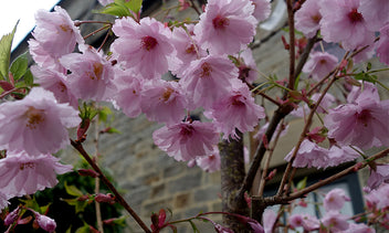 Flowering Cherry Blossom Trees for Pots & Planters | Ornamental Trees