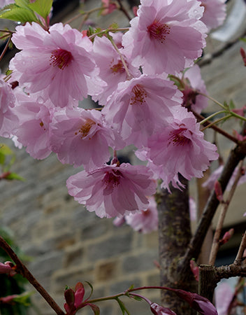 Flowering Cherry Blossom Trees for Pots & Planters | Ornamental Trees