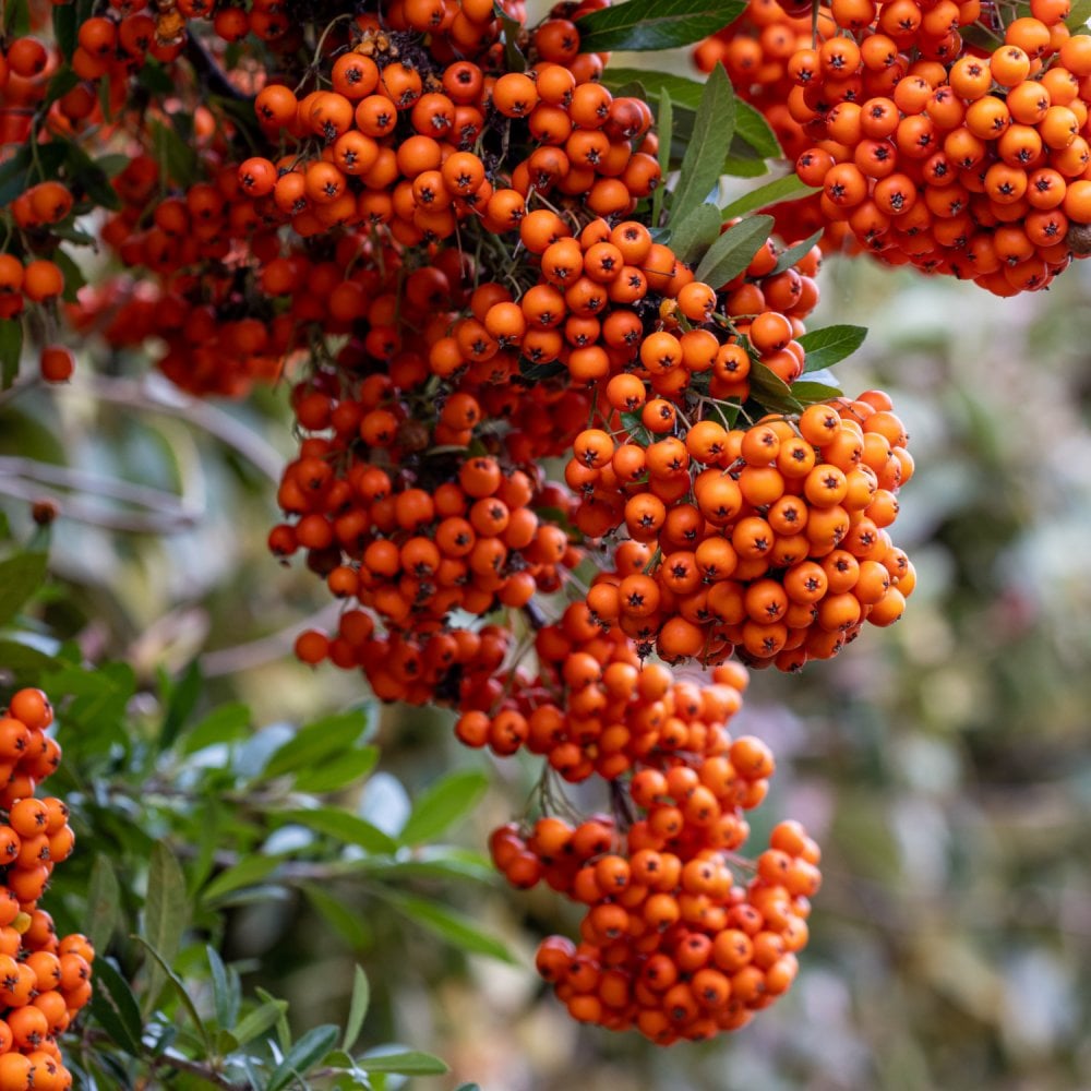 Pyracantha Saphyr Orange | Evergreen Shrubs | Ornamental Trees