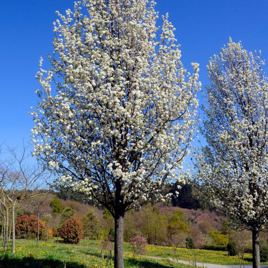 Pyrus salicifolia Pendula Weeping Silver Pear Tree | Ornamental Trees