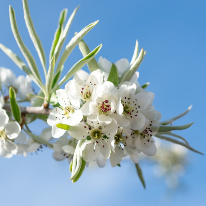 Pyrus calleryana Chanticleer | Ornamental Pear Tree | Ornamental Trees