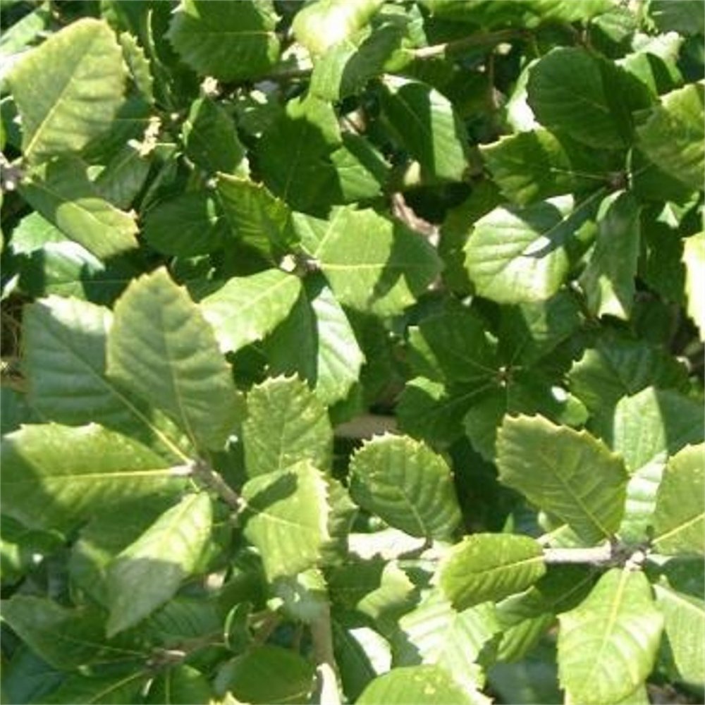 Quercus ilex | Evergreen Holm Oak Trees For Sale | Ornamental Trees