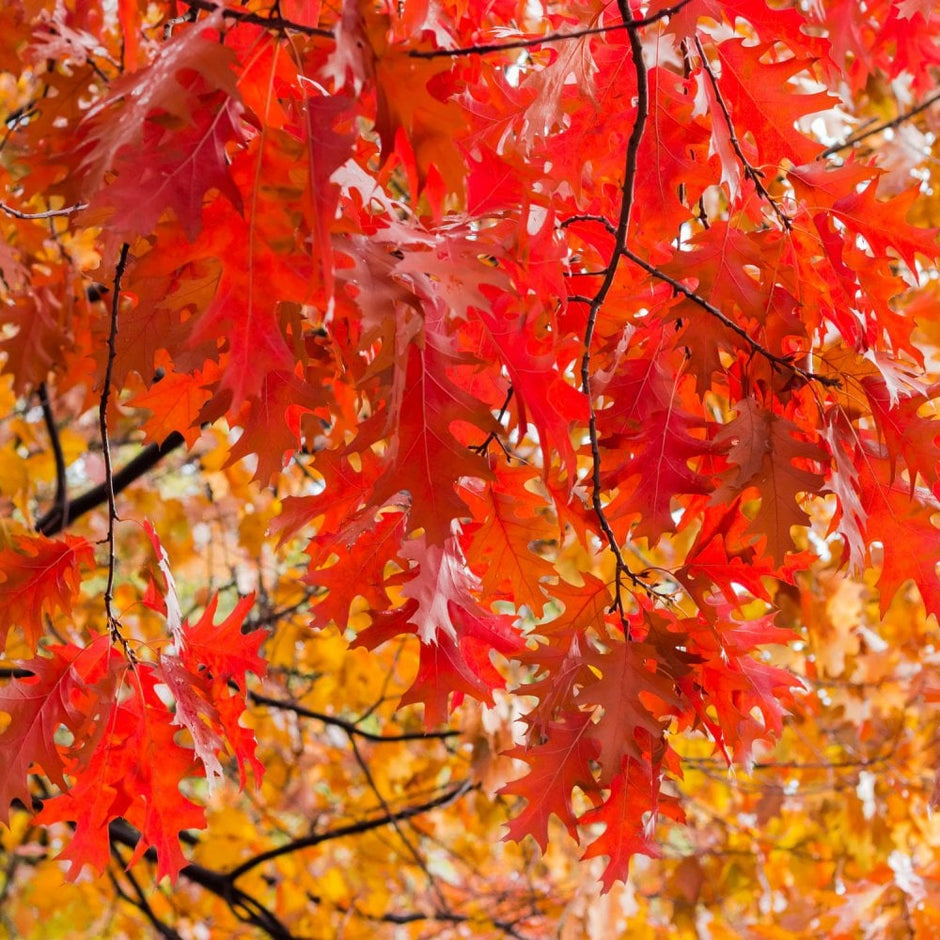 Remembrance, Memorial & Sympathy Trees | Ornamental Trees