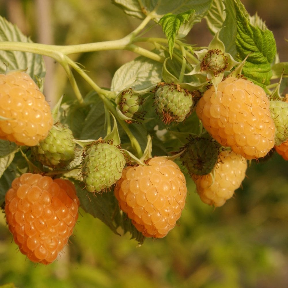 Raspberry Autumn Amber | Buy Raspberry Cane Plants | Ornamental Trees