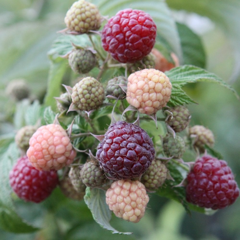 Raspberry Autumn Passion | Purple Raspberry Canes | Ornamental Trees