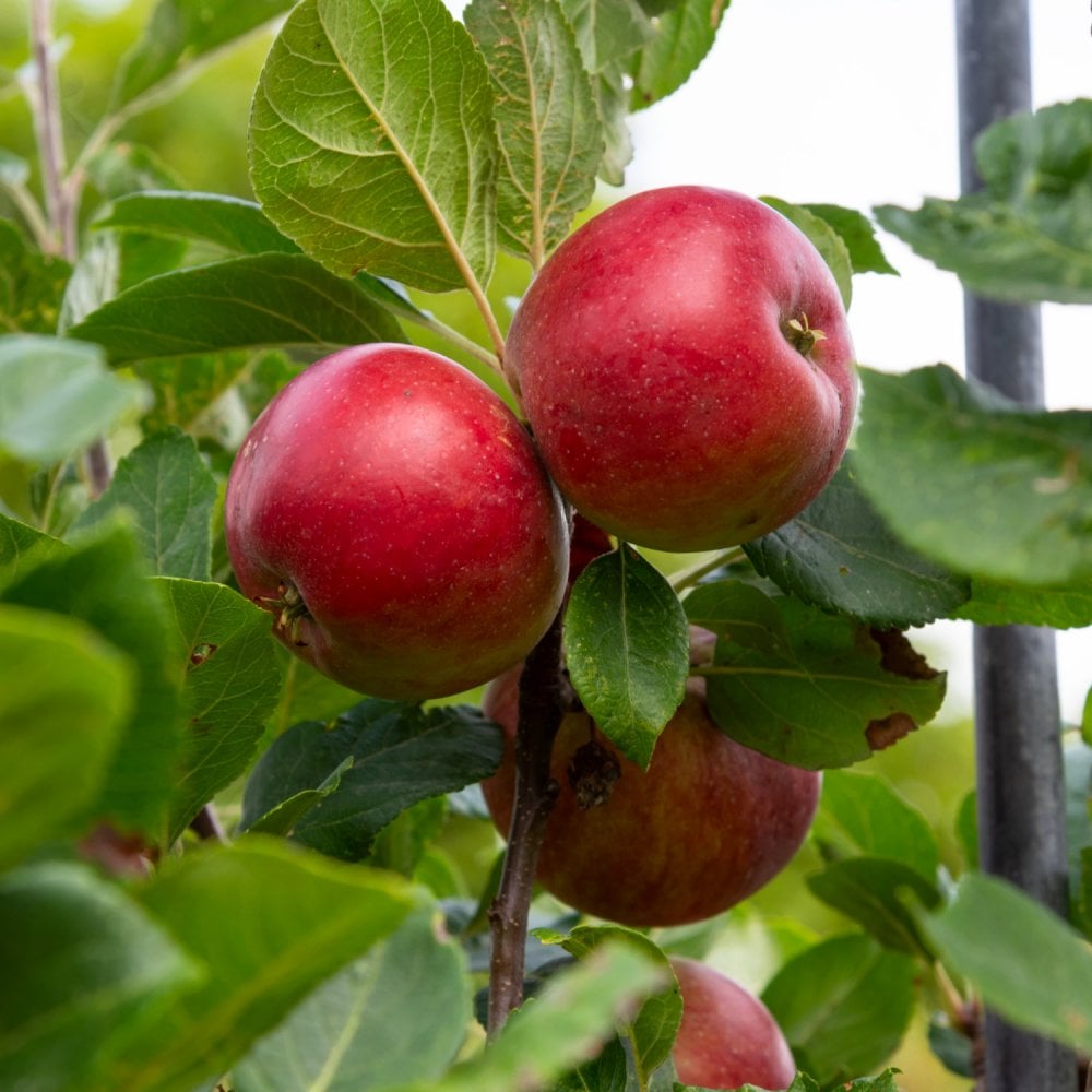 Red Devil Apple Tree | Self Fertile Red Apples | Ornamental Trees