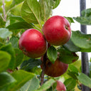 Red Devil Apple Tree | Self Fertile Red Apples | Ornamental Trees