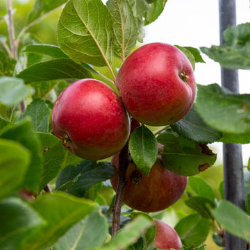 Fiesta Apple Trees For Sale | Red Pippin Apples | Ornamental Trees