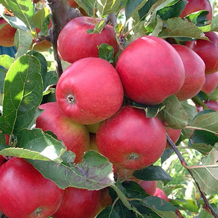 Katy Apple Trees For Sale | Eating & Juicing Apples | Ornamental Trees