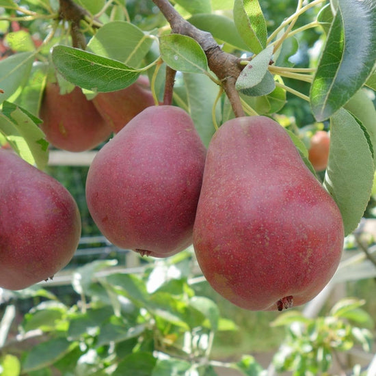 Red Williams Pear Trees | Buy Pyrus Williams Red | Ornamental Trees