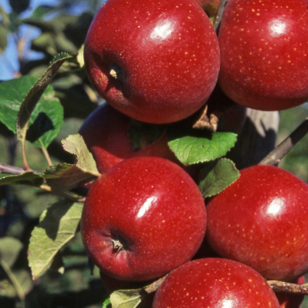 Red Windsor Apple Tree | Self Fertile Red Apples | Ornamental Trees