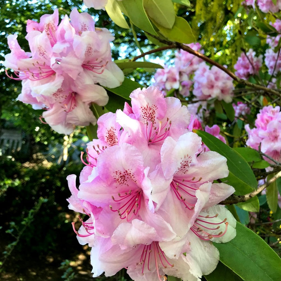 Rhododendron Shrubs & Bushes | Ornamental Trees