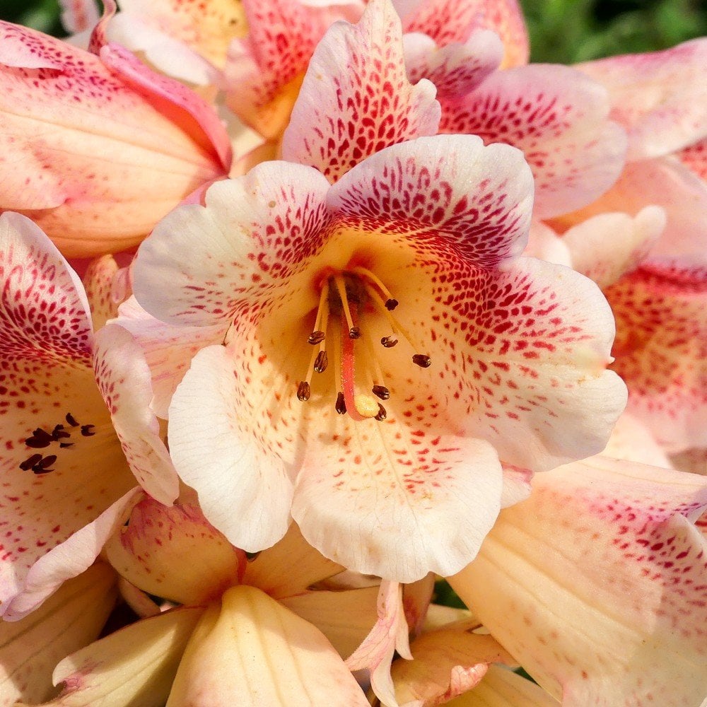 Rhododendron Firelight | Cream and Pink Shrub | Ornamental Trees