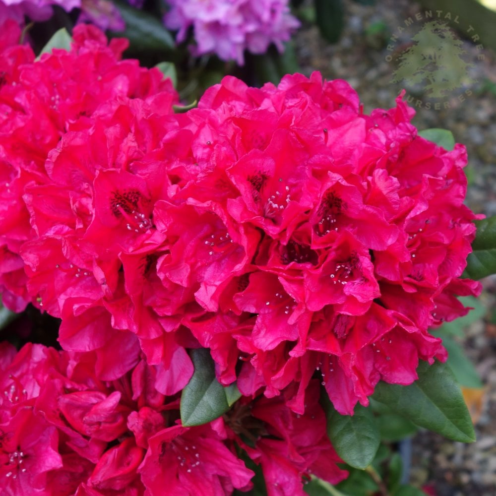 Rhododendron Lord Roberts | Evergreen Red Rhododendron – Ornamental Trees