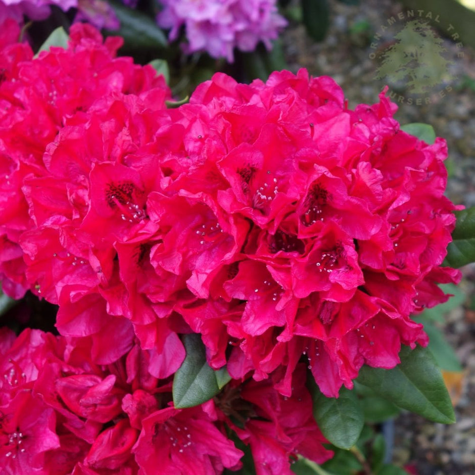 Rhododendron Shrubs & Bushes | Ornamental Trees